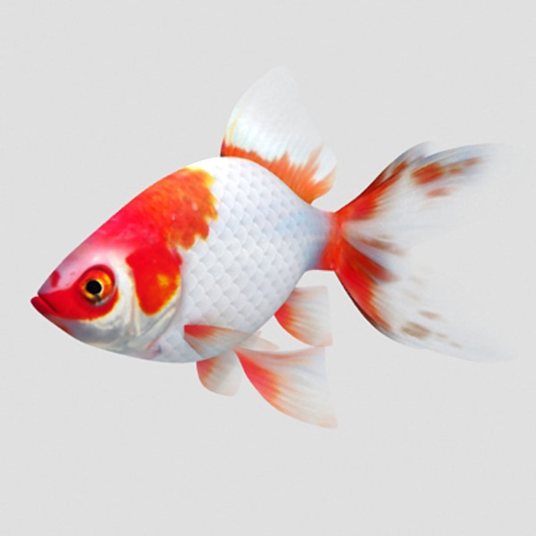 goldfish rigged 3d model