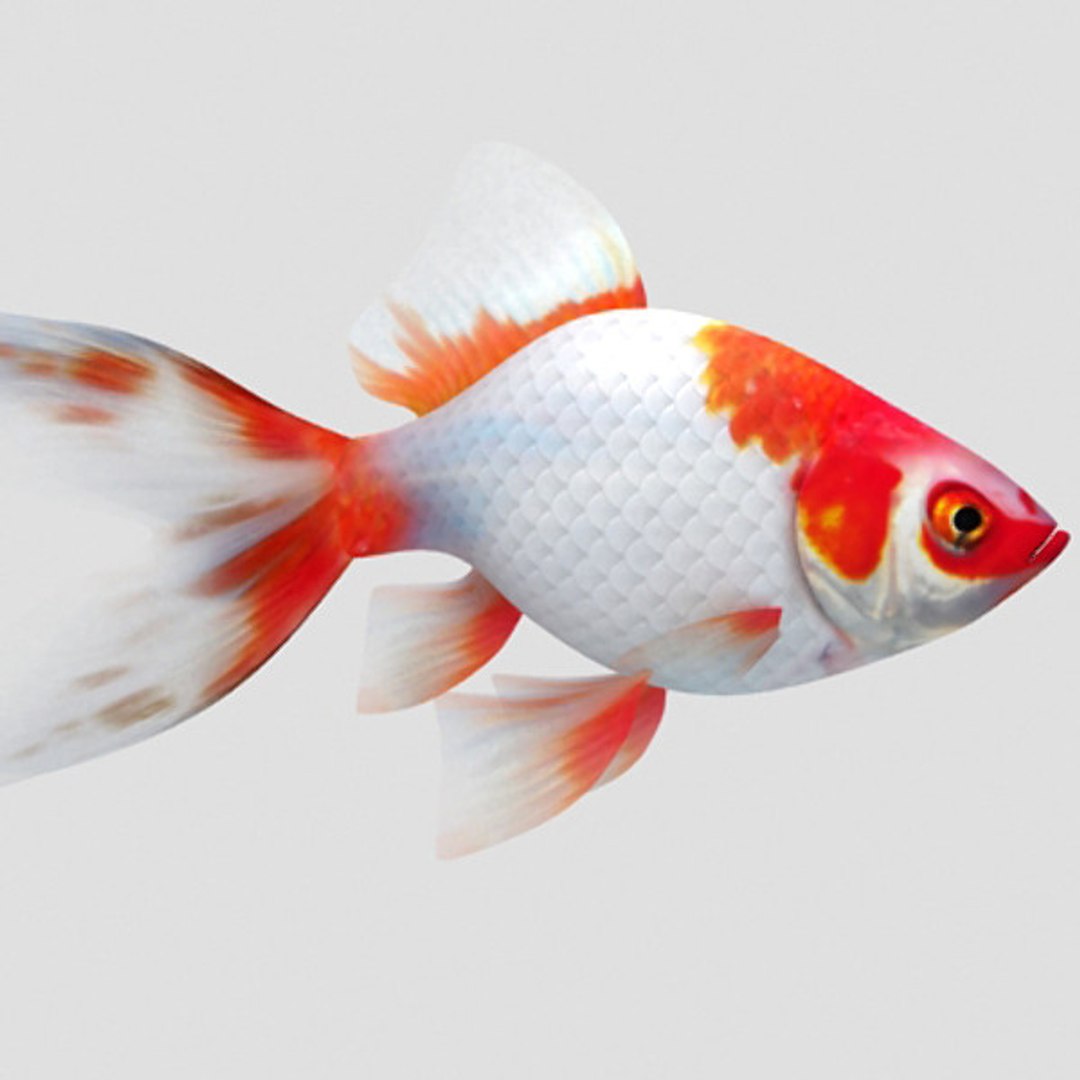 goldfish rigged 3d model