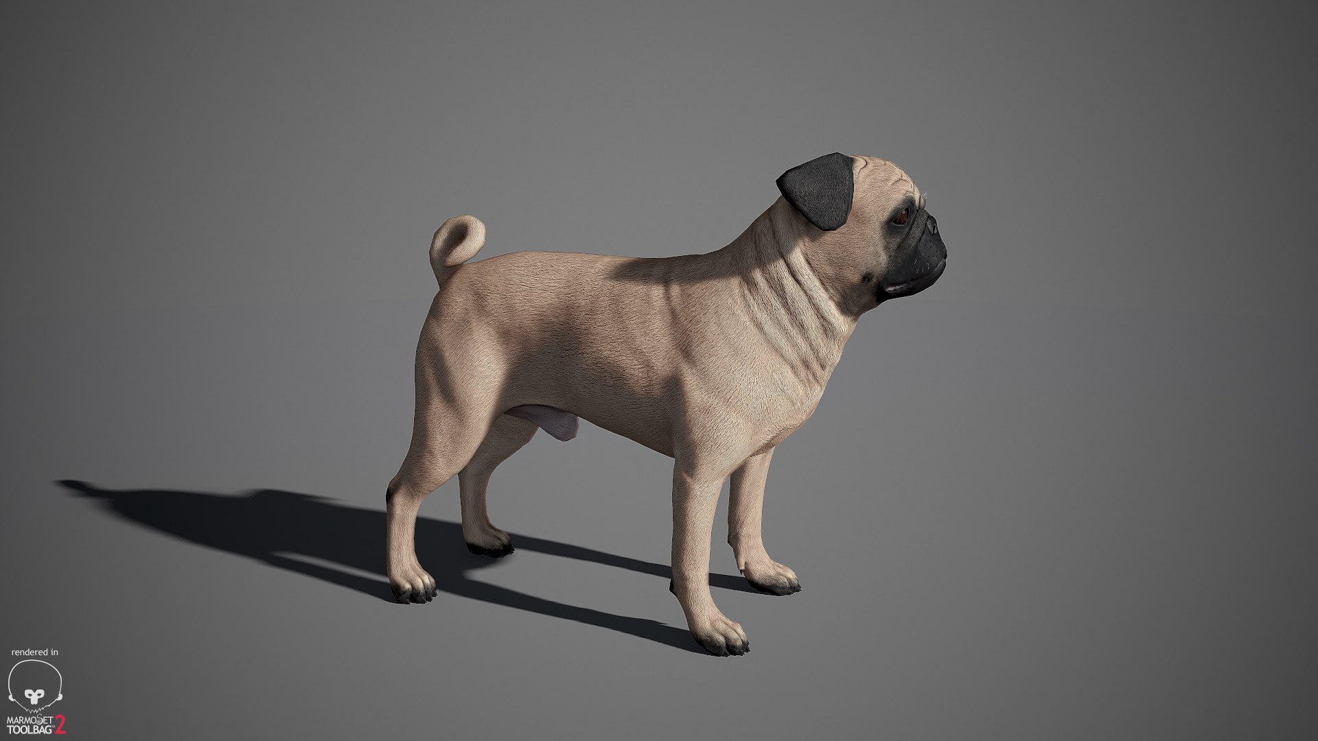 3d model realistic pug dog real-time
