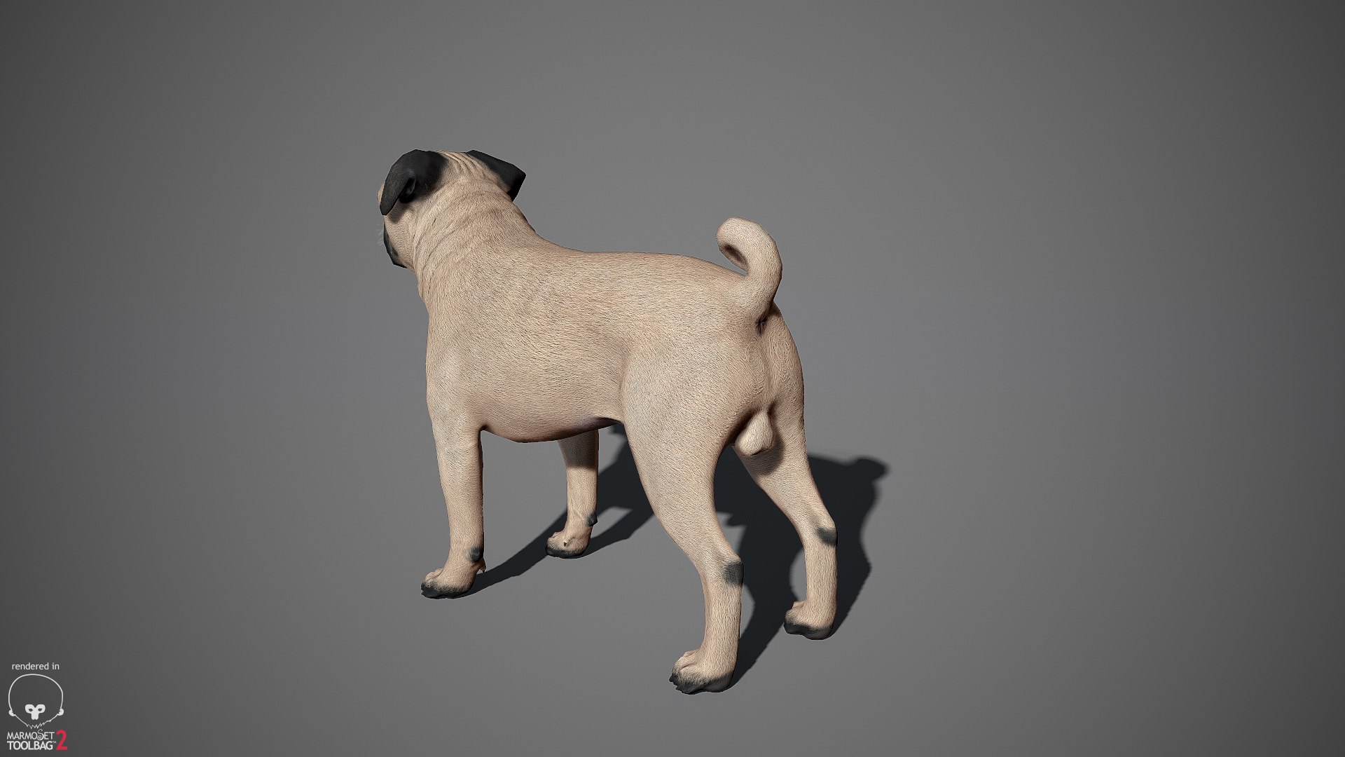 3d Model Realistic Pug Dog Real-time