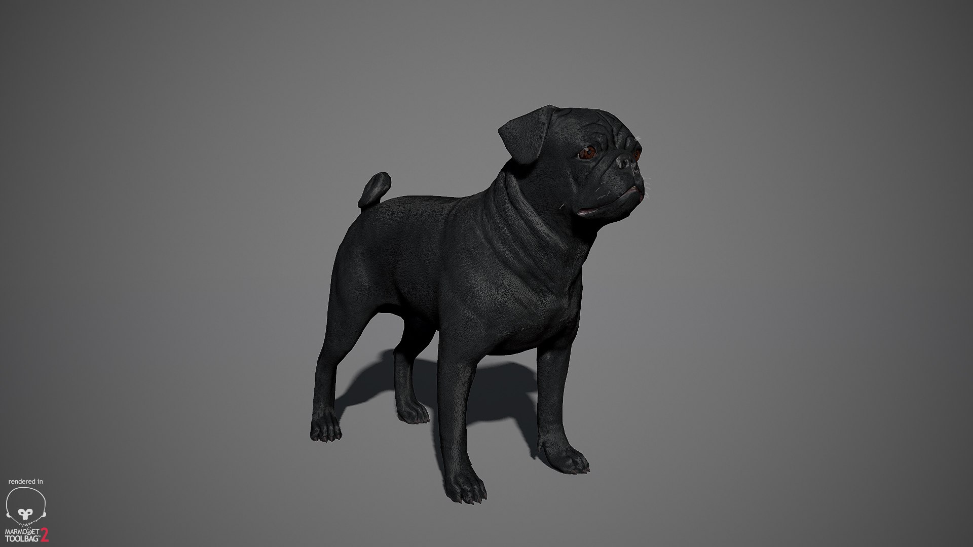 3d Model Realistic Pug Dog Real-time