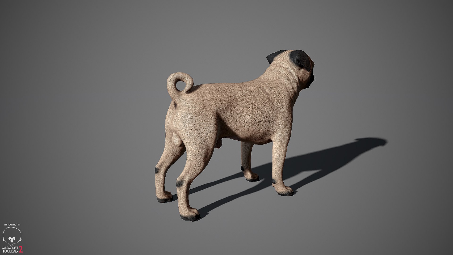 3d model realistic pug dog real-time