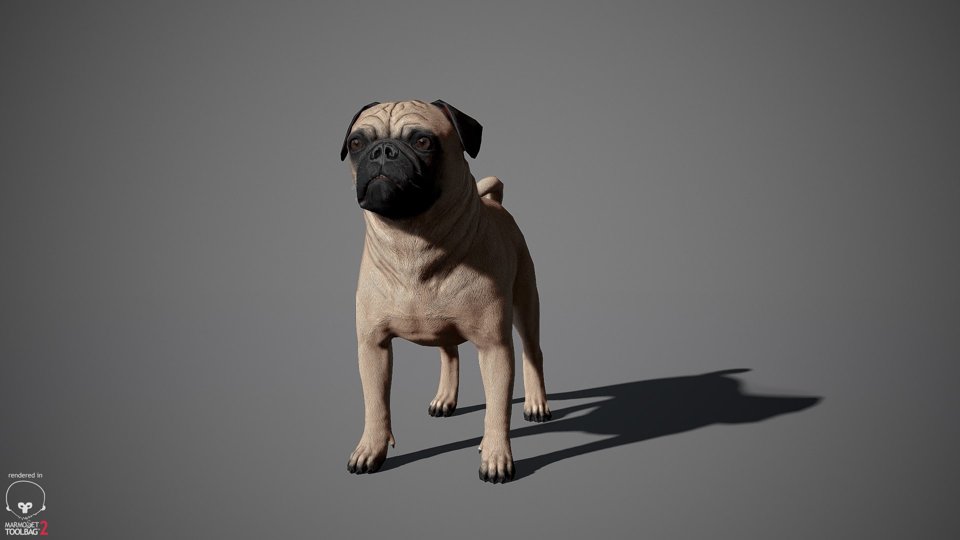 3d Model Realistic Pug Dog Real-time