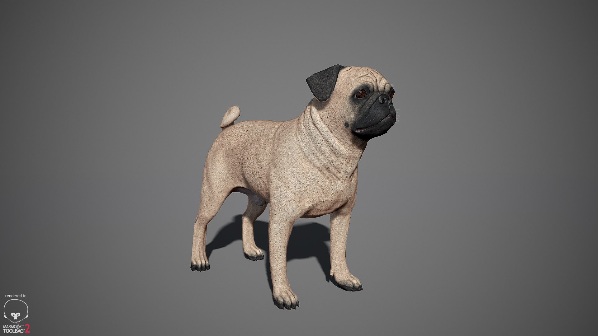 3d Model Realistic Pug Dog Real-time