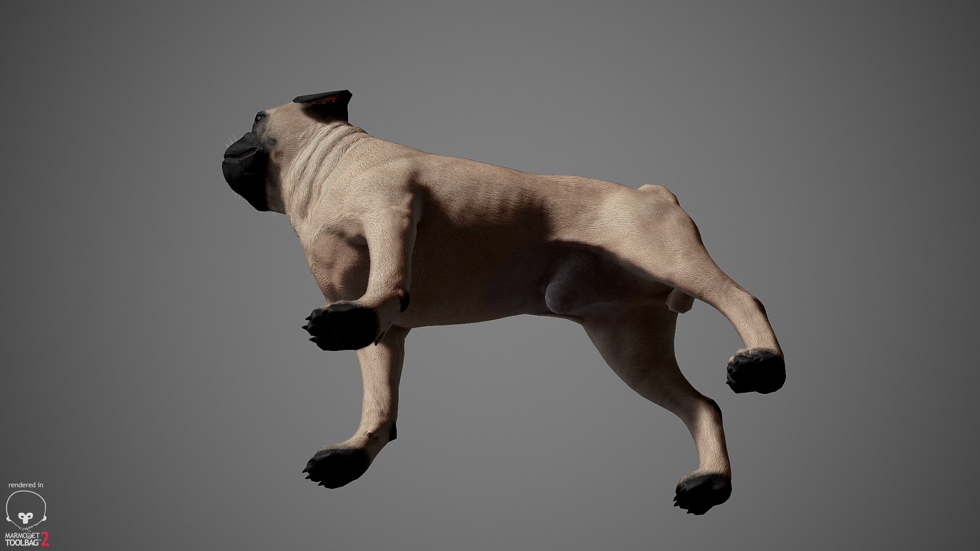 3d model realistic pug dog real-time