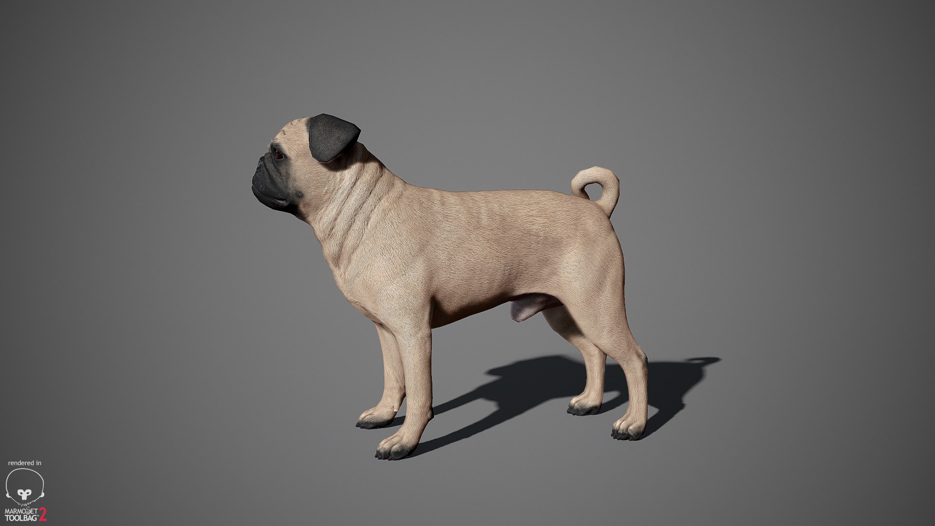 3d Model Realistic Pug Dog Real-time