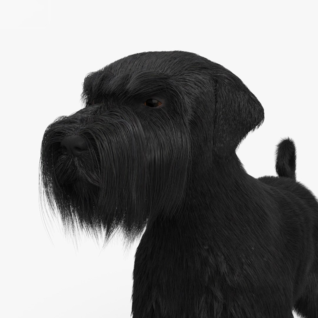 Schnauzer Dog Animal 3D Model - TurboSquid 1594091