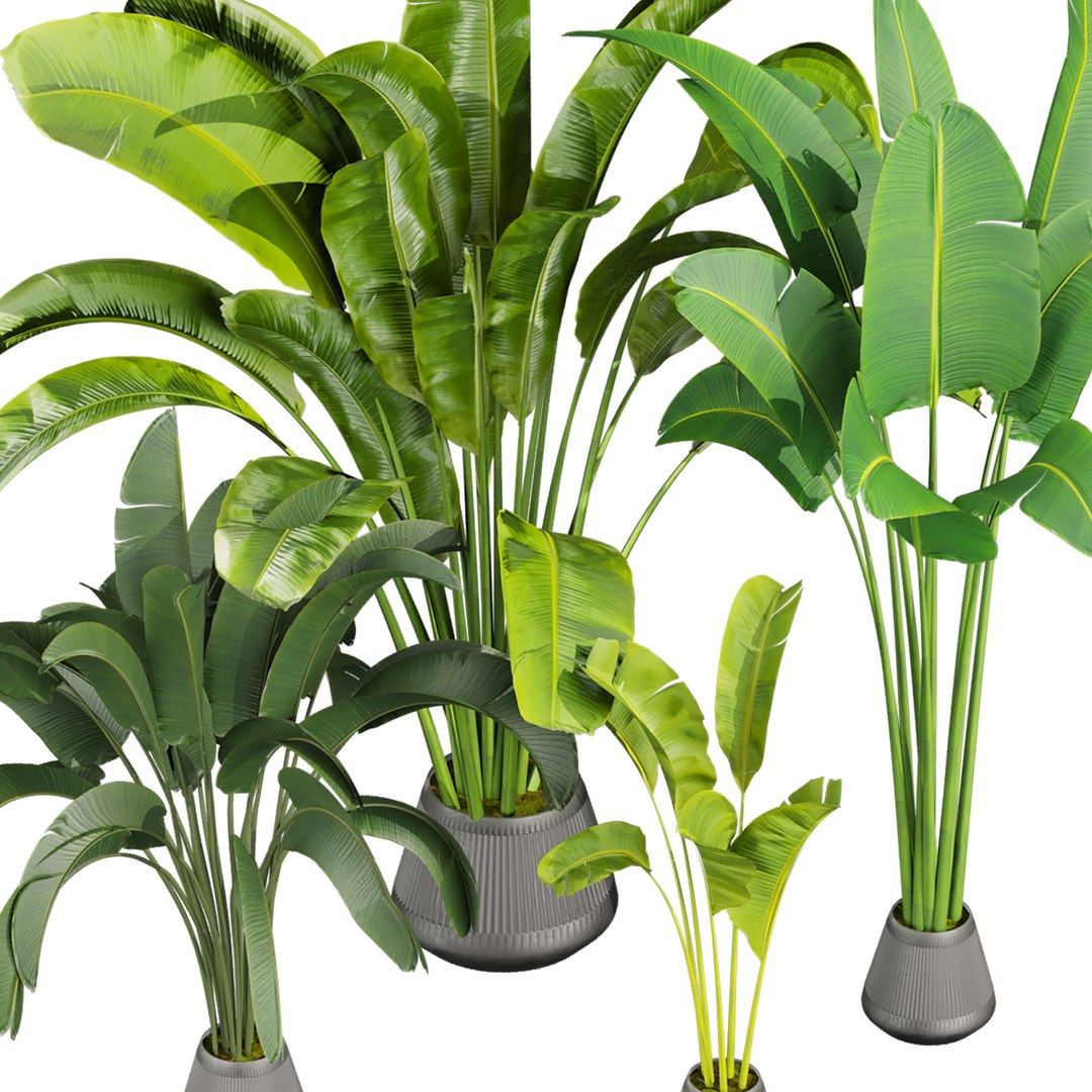 Plant Vol 837 - Banana - Leaf - Indoor 3D Model - TurboSquid 2518645