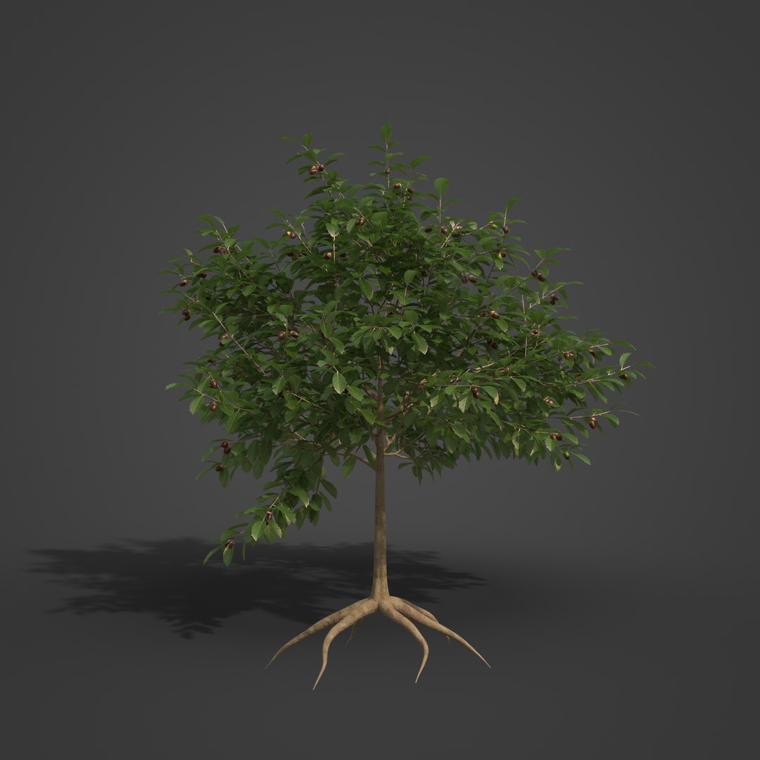 3D 2021 PBR Holm Oak Collection - Quercus Ilex Model - TurboSquid 1822779