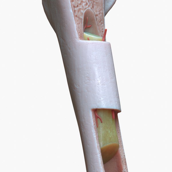 3D model internal bone structure - TurboSquid 1810750