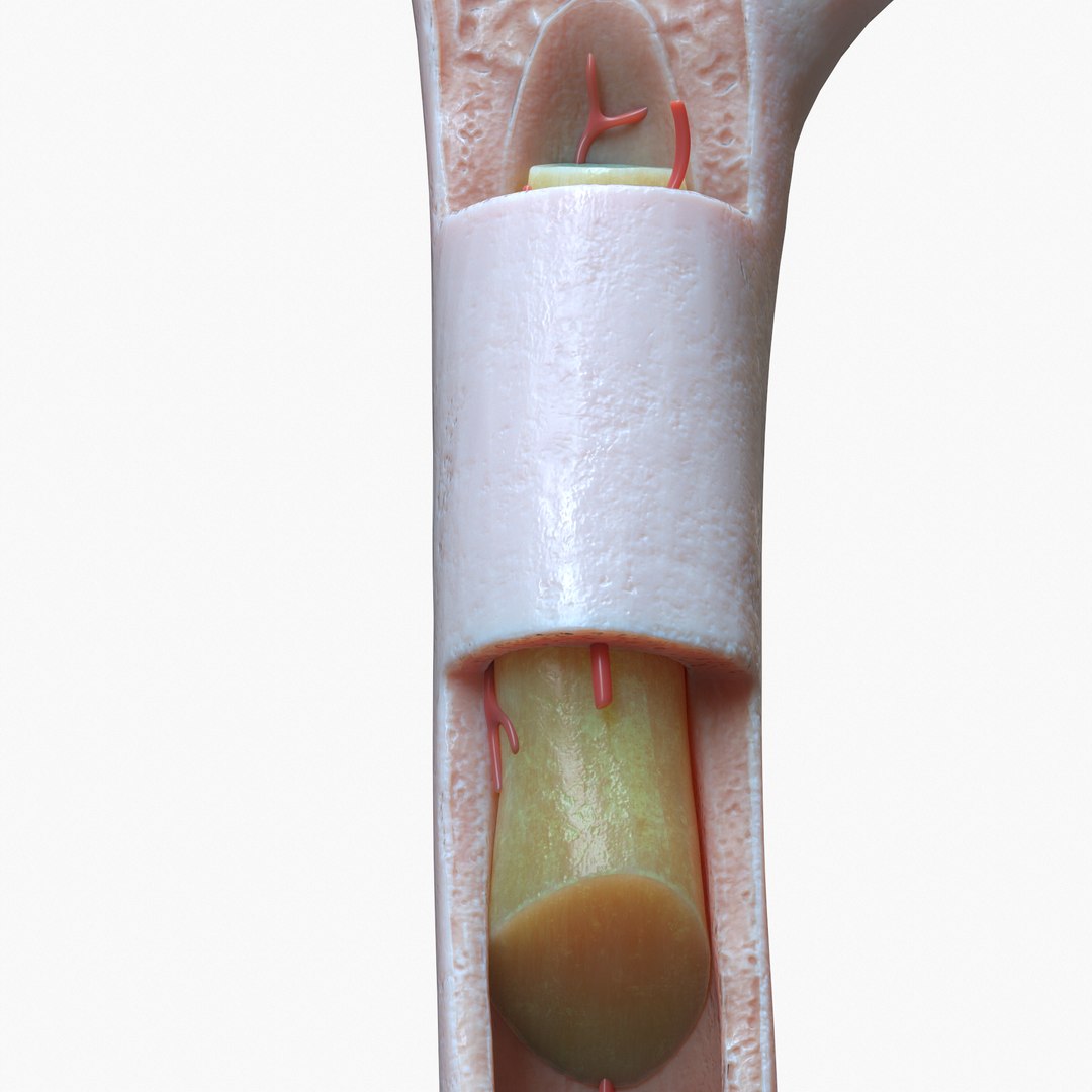 3D Model Internal Bone Structure - TurboSquid 1810750