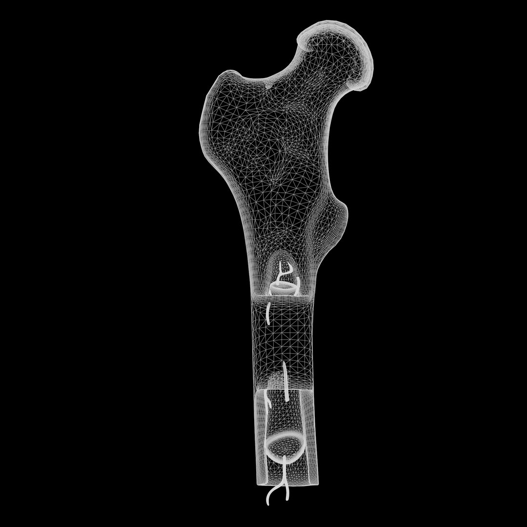 3D Model Internal Bone Structure - TurboSquid 1810750