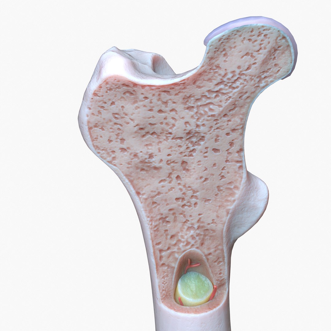 3D Model Internal Bone Structure - TurboSquid 1810750
