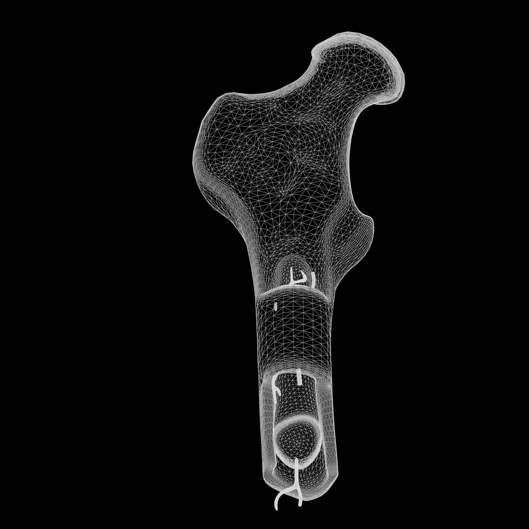 3D Model Internal Bone Structure - TurboSquid 1810750