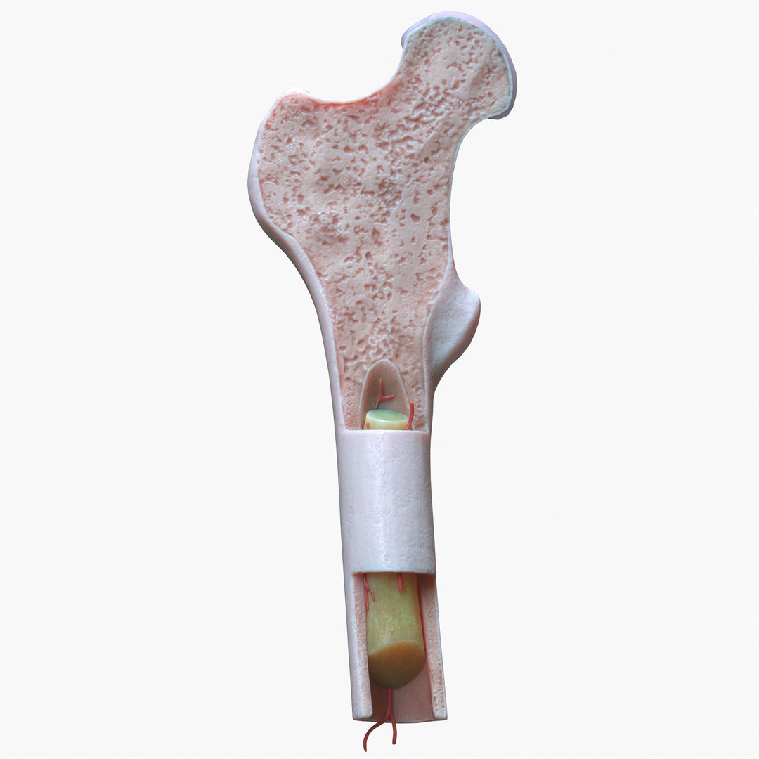 3D Model Internal Bone Structure - TurboSquid 1810750