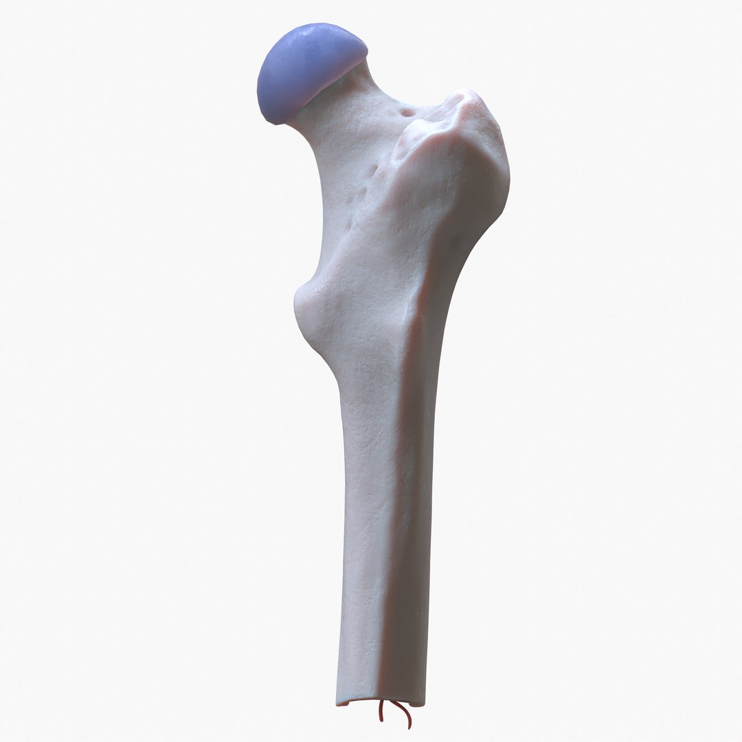 3D Model Internal Bone Structure - TurboSquid 1810750