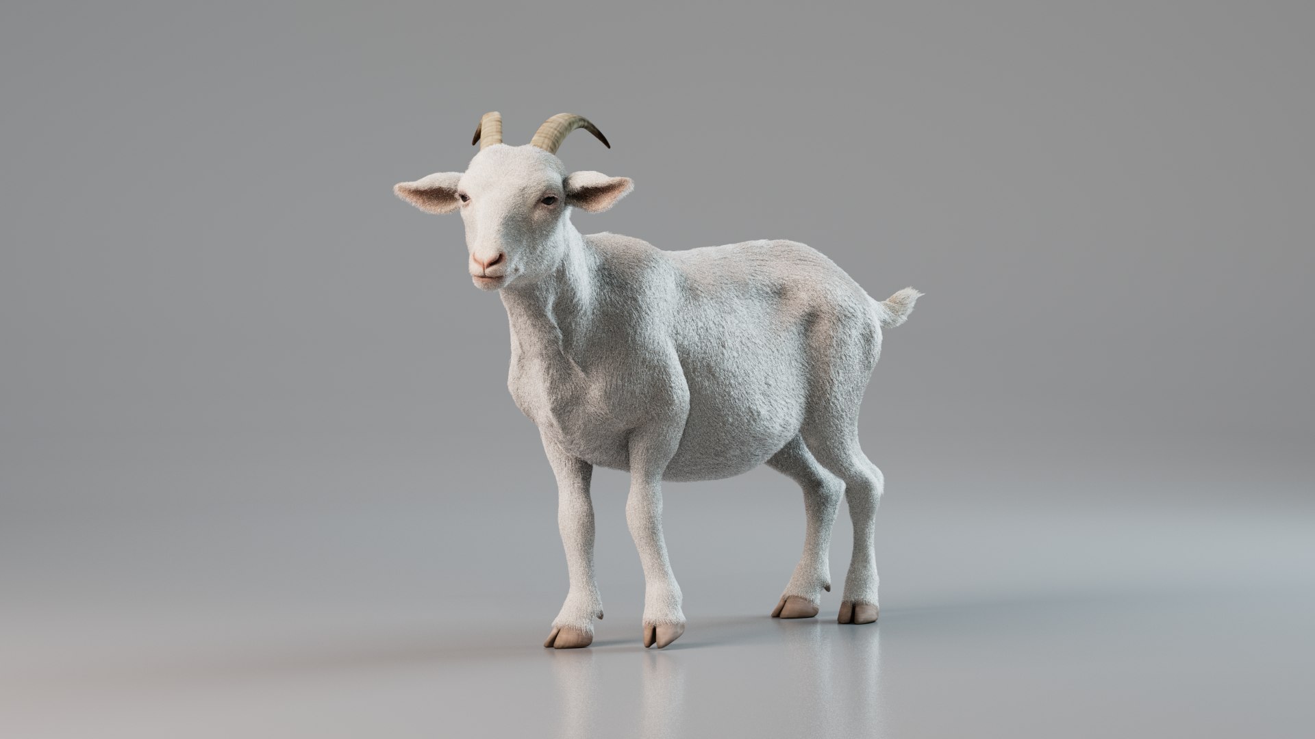 3D Goat Rigged Animated With Fur White Model - TurboSquid 2230213