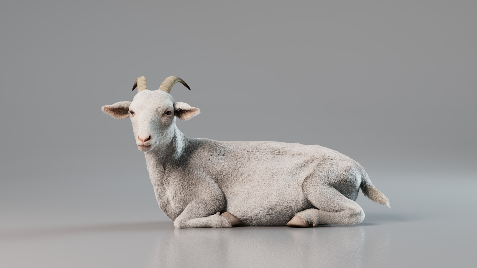 3D Goat Rigged Animated With Fur White Model - TurboSquid 2230213