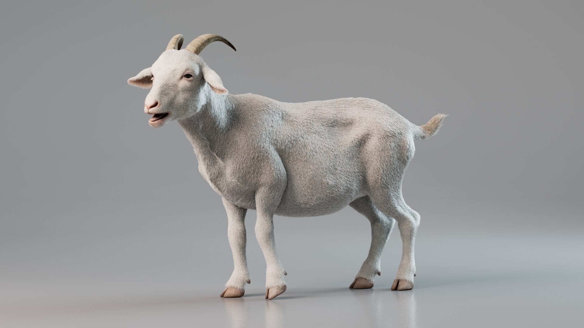 3D Goat Rigged Animated With Fur White Model - TurboSquid 2230213