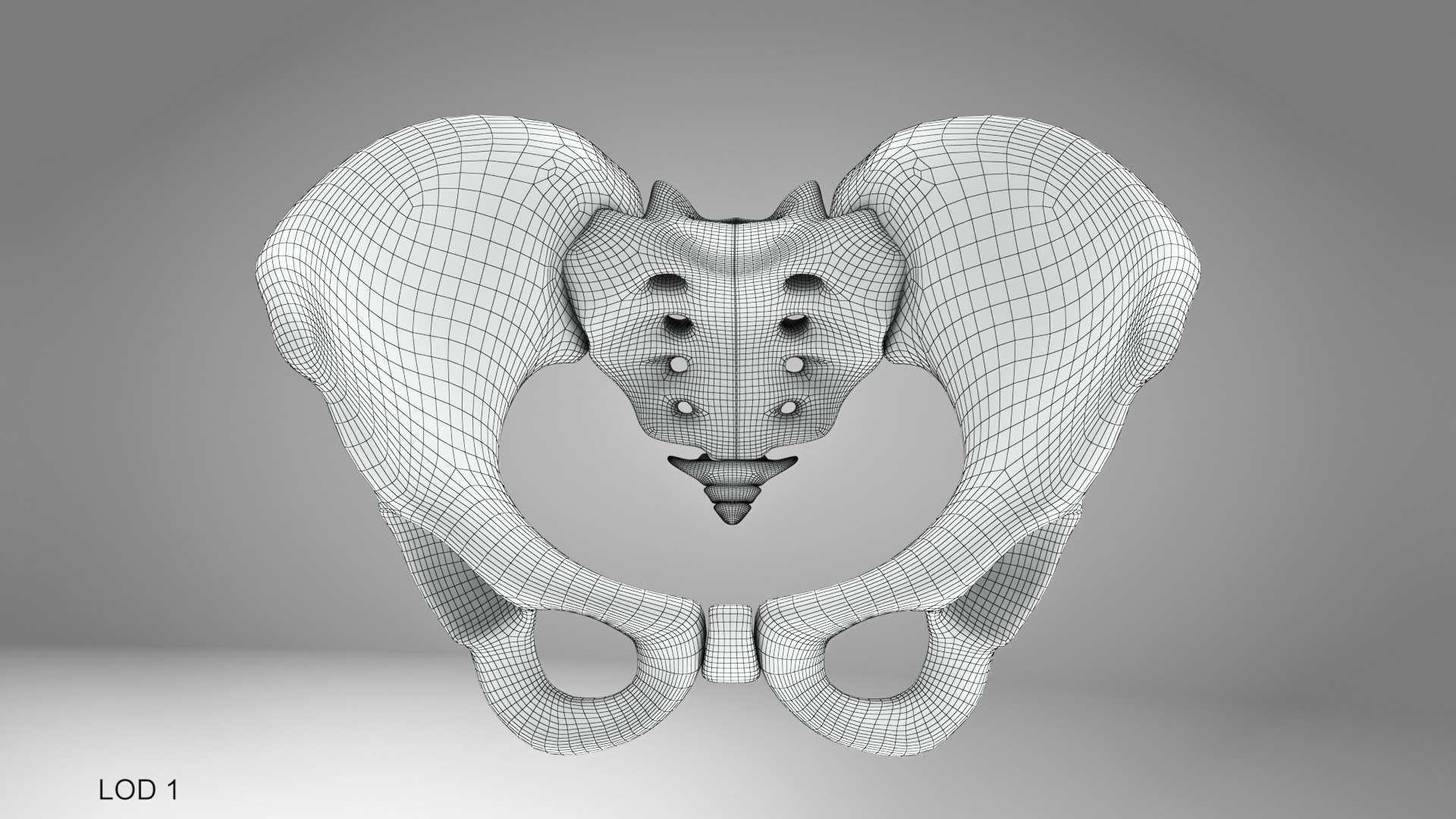 Female Pelvis 3D Model - TurboSquid 1924962