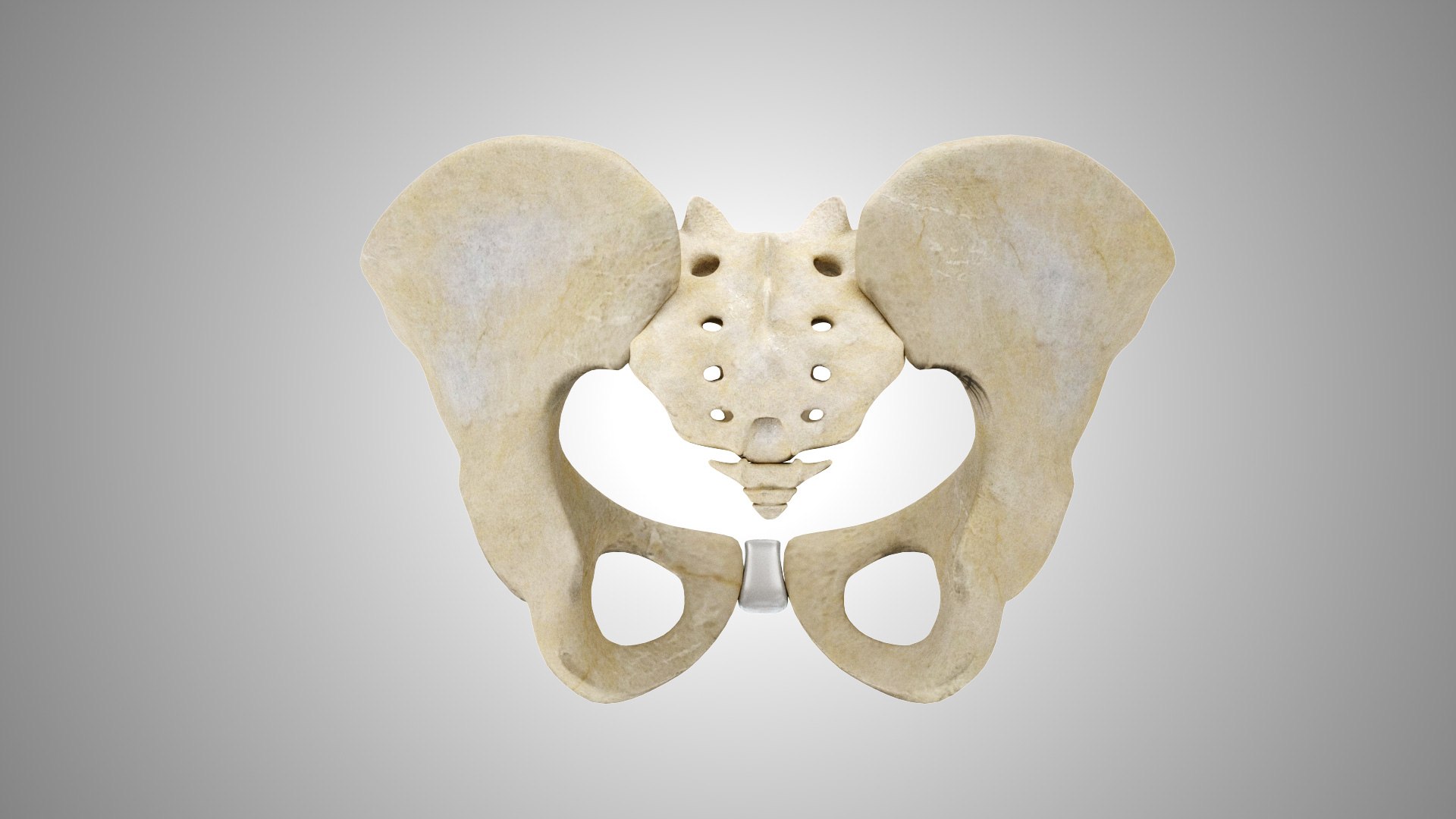 Female Pelvis 3D Model - TurboSquid 1924962