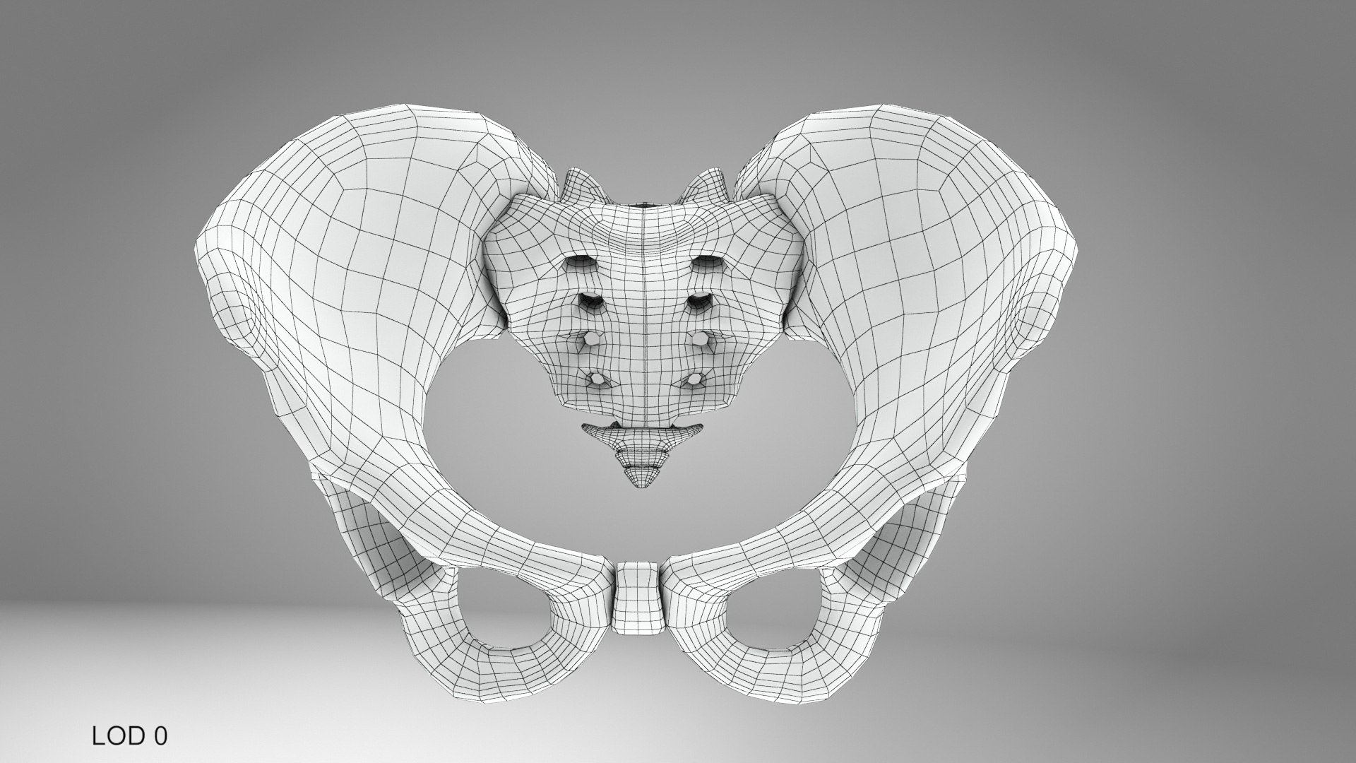 Female Pelvis 3D Model - TurboSquid 1924962