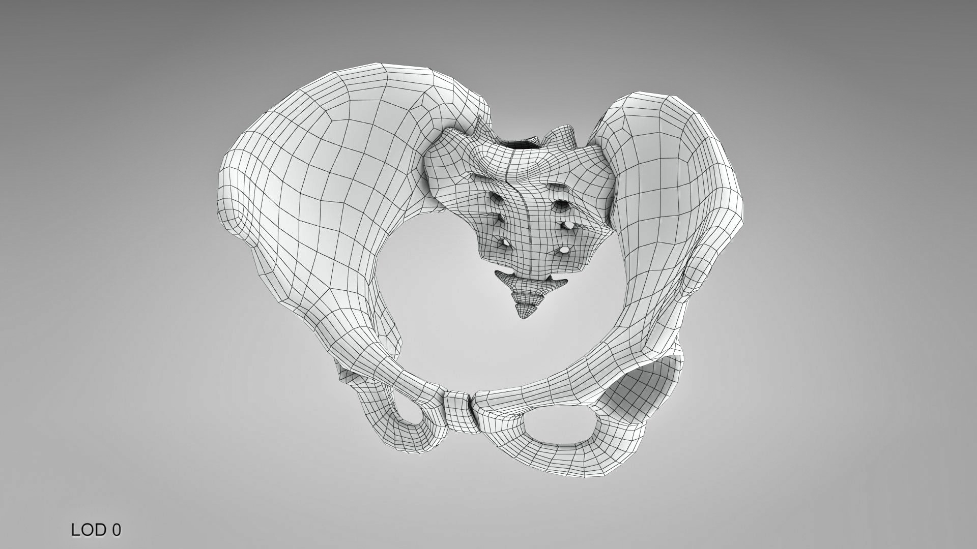 Female Pelvis 3D Model - TurboSquid 1924962
