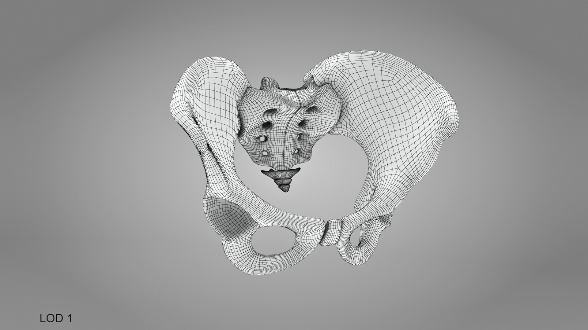 Female Pelvis 3D Model - TurboSquid 1924962