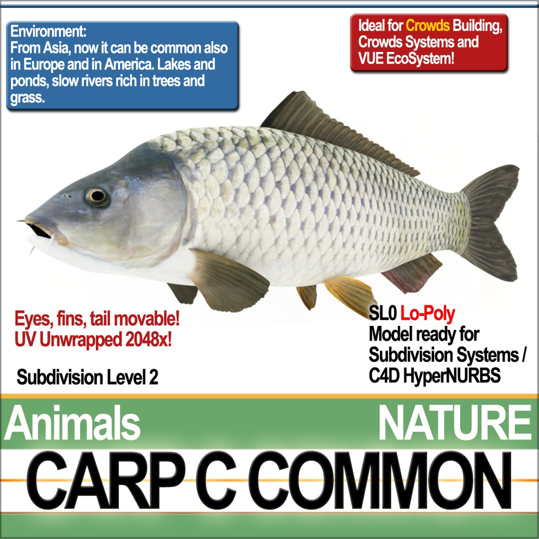 3D Carp C Common Model - TurboSquid 1265031