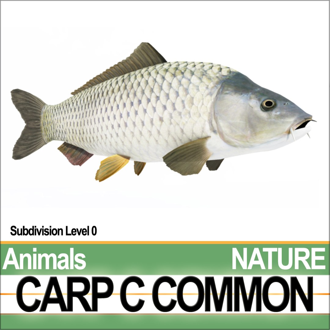 3D Carp C Common Model - TurboSquid 1265031