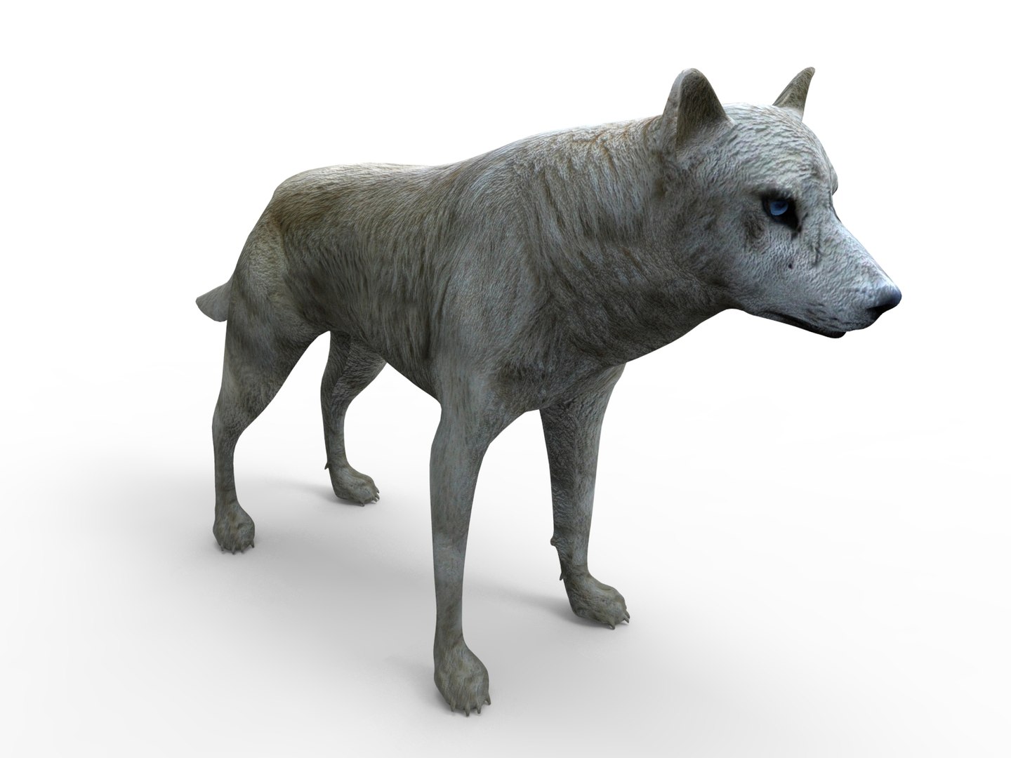 3D Model Wolf Rigged - TurboSquid 1202626