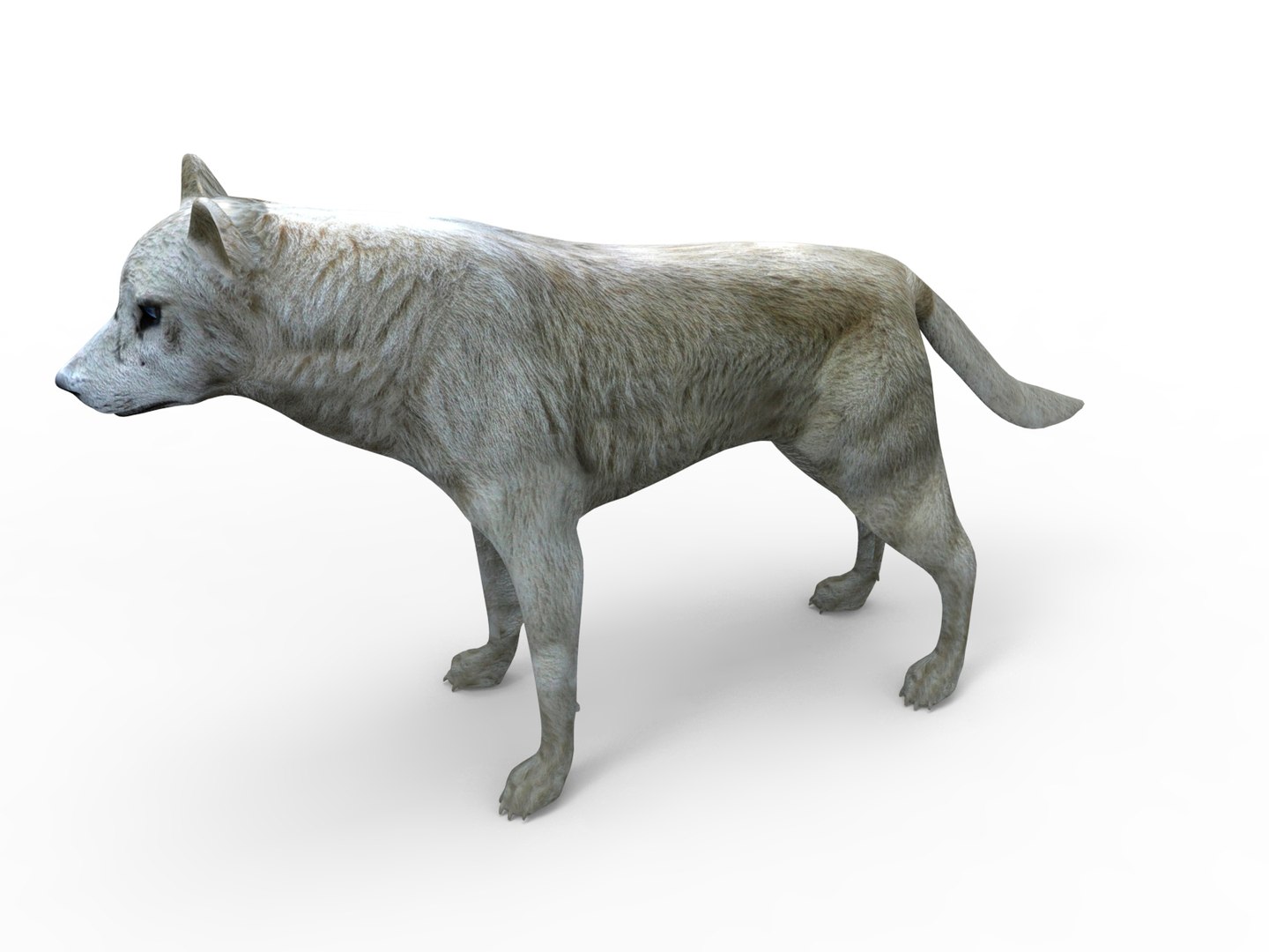 3D Model Wolf Rigged - TurboSquid 1202626
