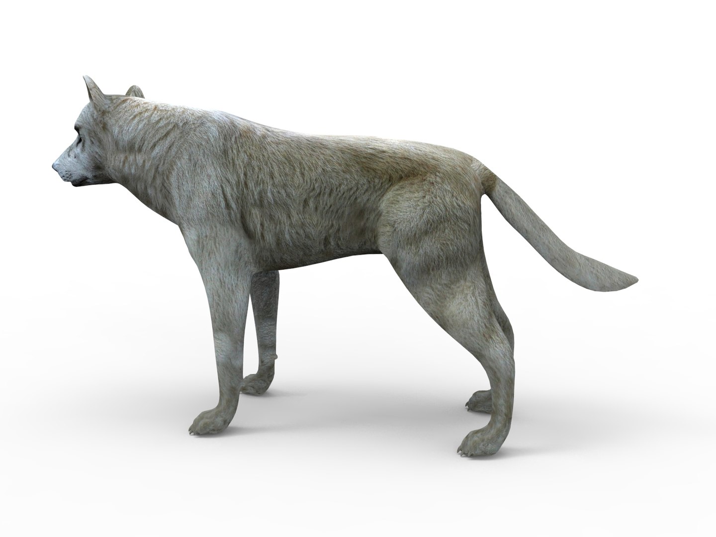 3D Model Wolf Rigged - TurboSquid 1202626