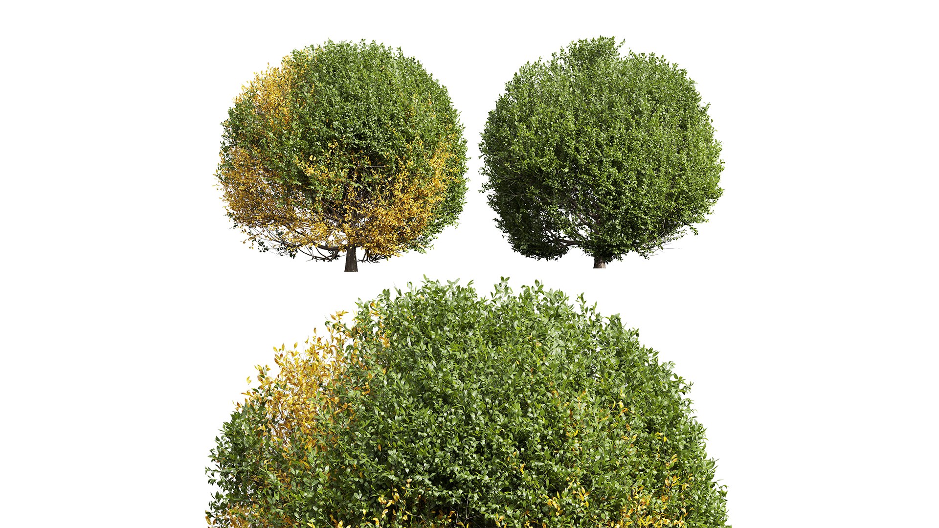 3D 7Different SETS Of Bush Set Vol 39 Model - TurboSquid 2241308