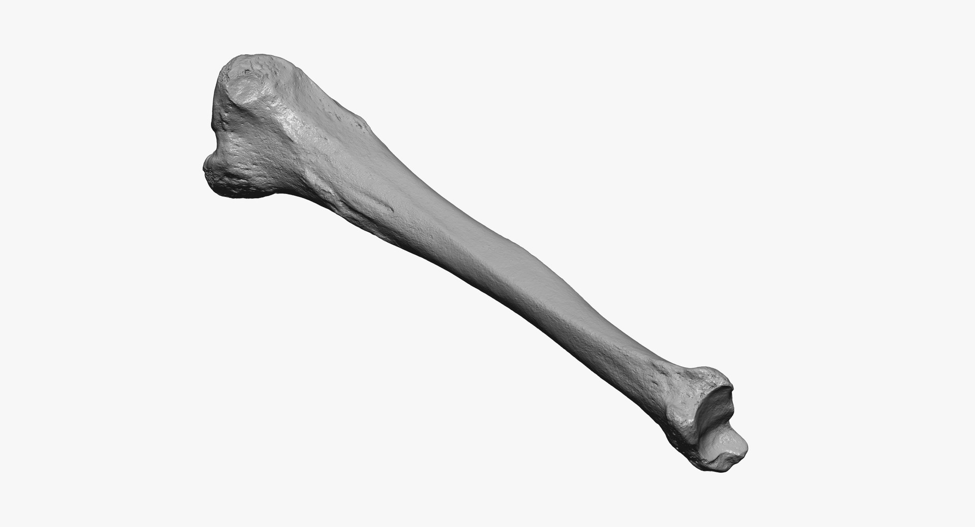 3D Human Tibia Bone 01 - TurboSquid 1550988