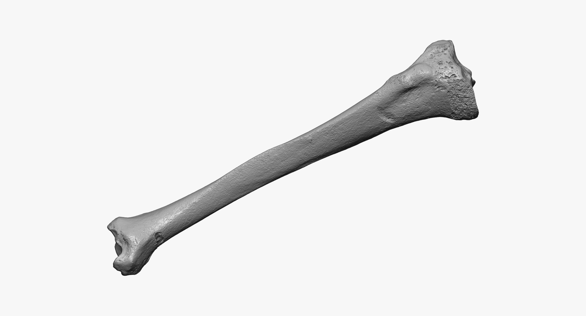 3D Human Tibia Bone 01 - TurboSquid 1550988