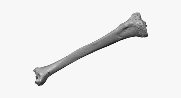modelo 3d Real Human Tibia Bone 01 RAW SCAN - TurboSquid 1550988