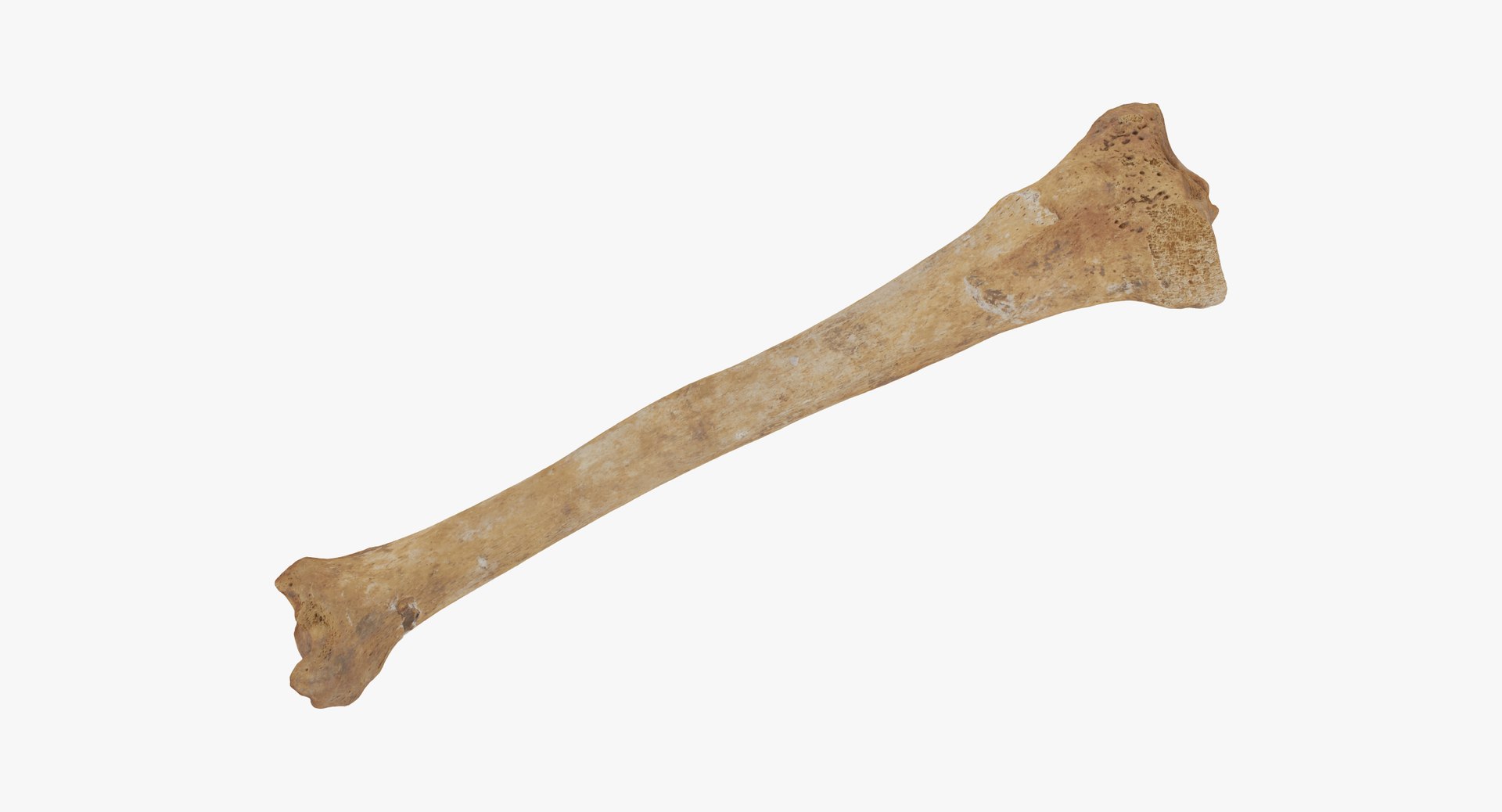 3D Human Tibia Bone 01 - TurboSquid 1550988