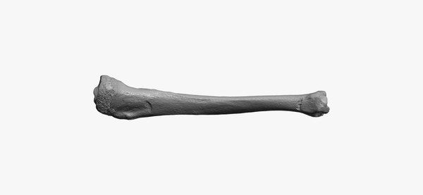 modelo 3d Real Human Tibia Bone 01 RAW SCAN - TurboSquid 1550988