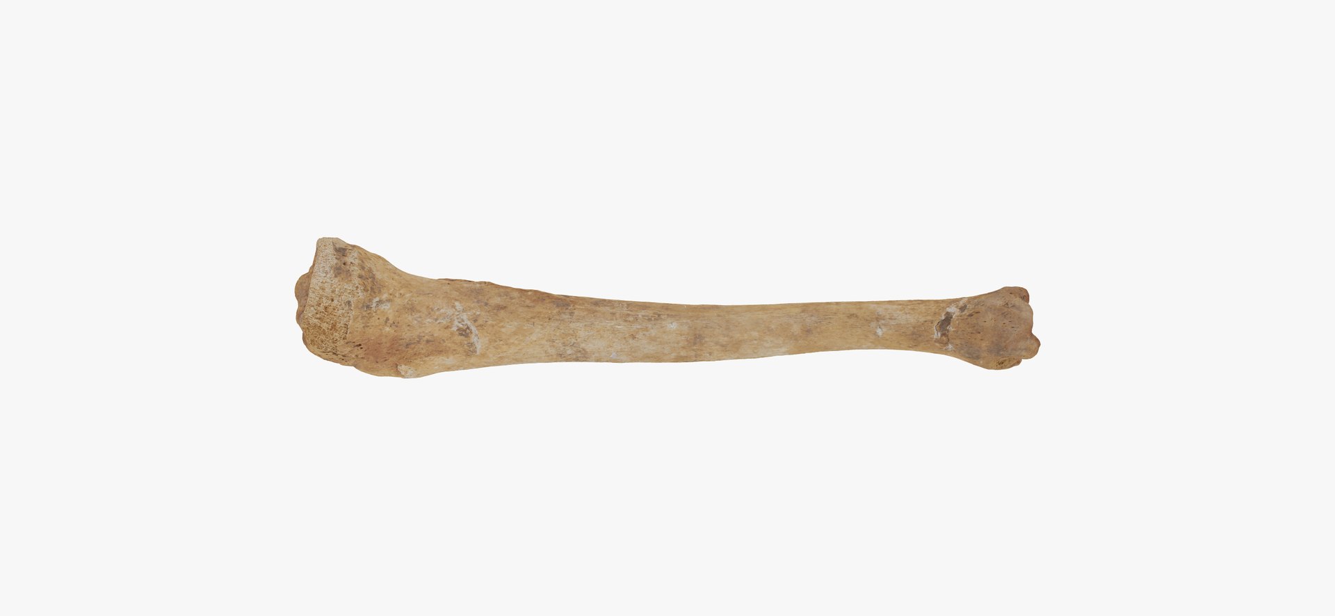 3D Human Tibia Bone 01 - TurboSquid 1550988