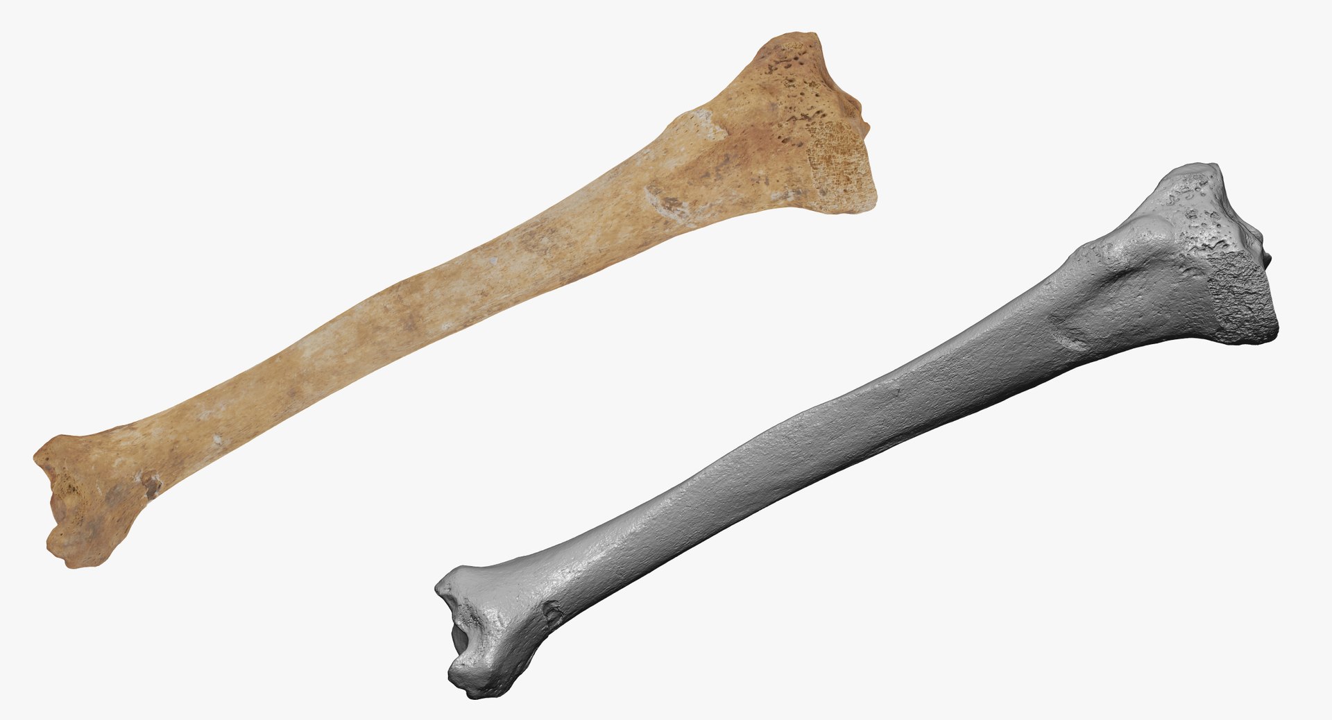 3D Human Tibia Bone 01 - TurboSquid 1550988