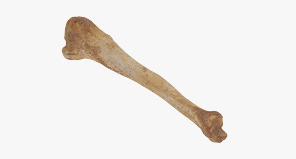modelo 3d Real Human Tibia Bone 01 RAW SCAN - TurboSquid 1550988