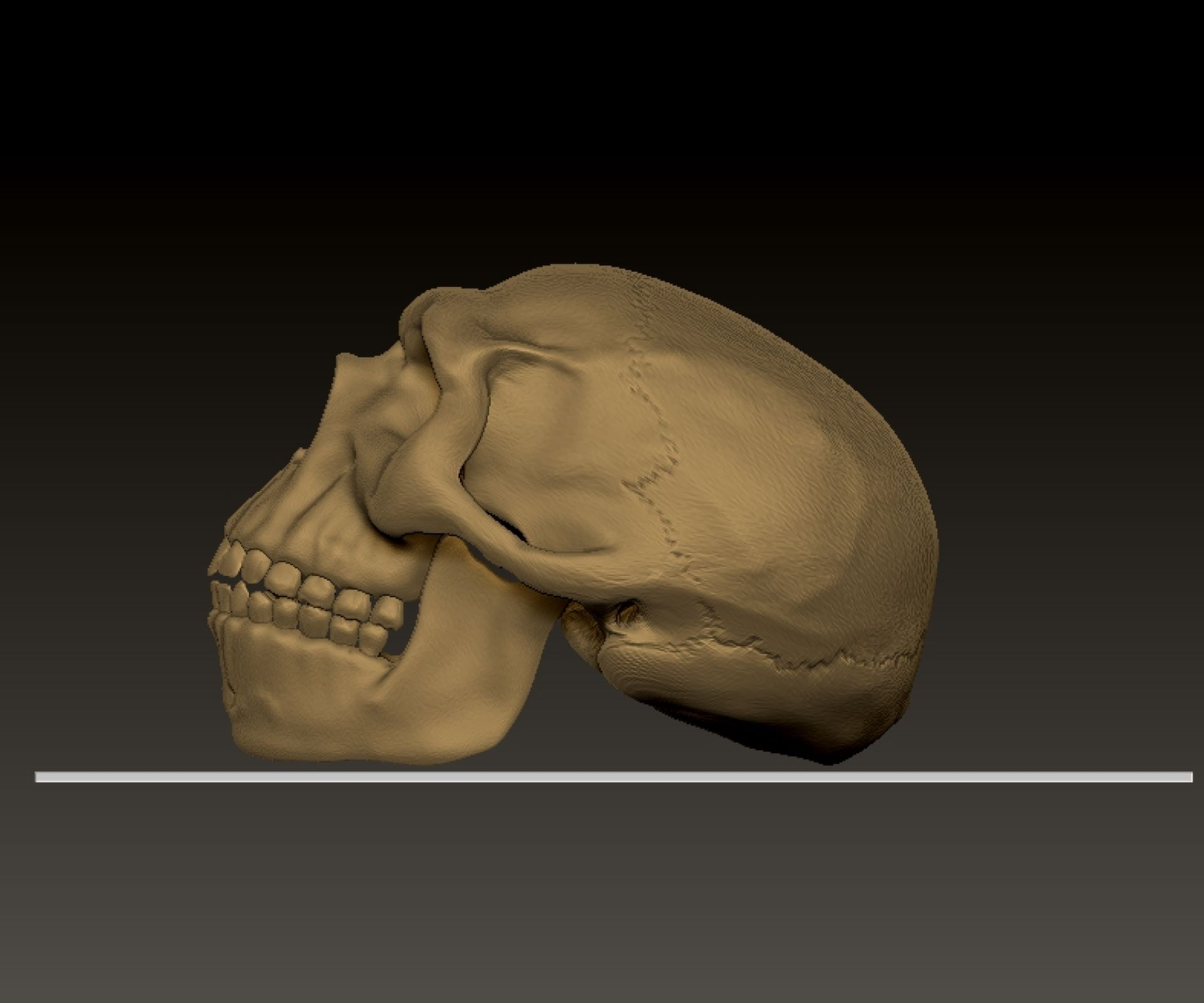 modelo 3d neanderthal skull - TurboSquid 1969485