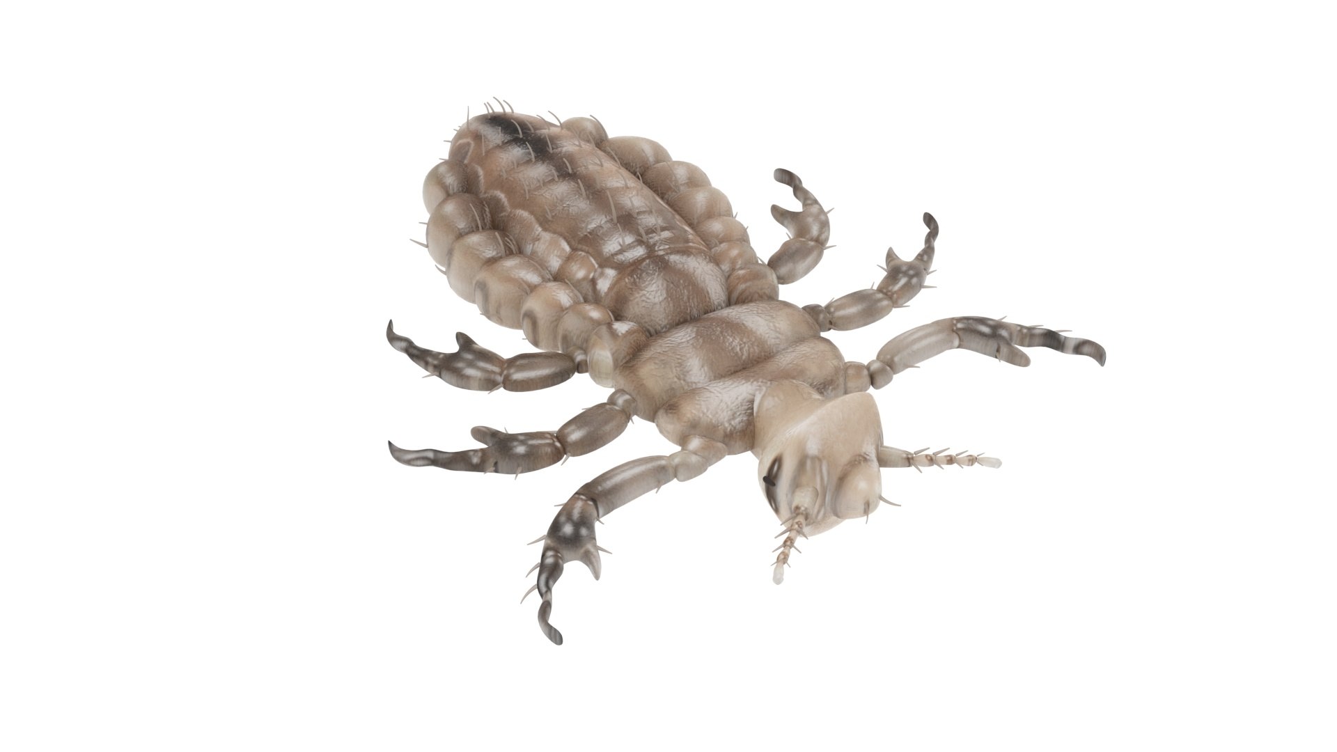 3D Head Louse Male model - TurboSquid 1842591