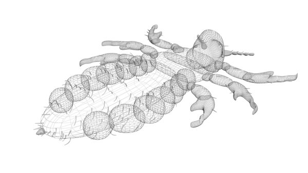 3D Head Louse Male model - TurboSquid 1842591