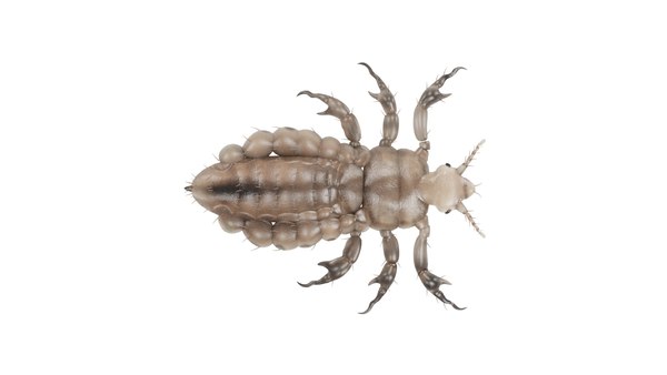 3D Head Louse Male model - TurboSquid 1842591
