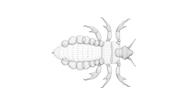 3D Head Louse Male model - TurboSquid 1842591