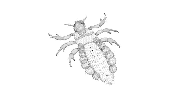 3D Head Louse Male model - TurboSquid 1842591