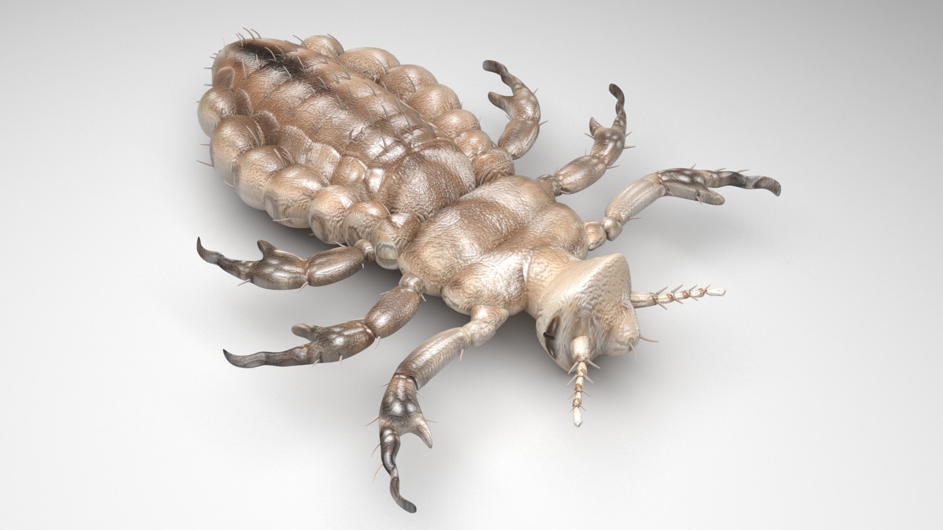 3D Head Louse Male model - TurboSquid 1842591