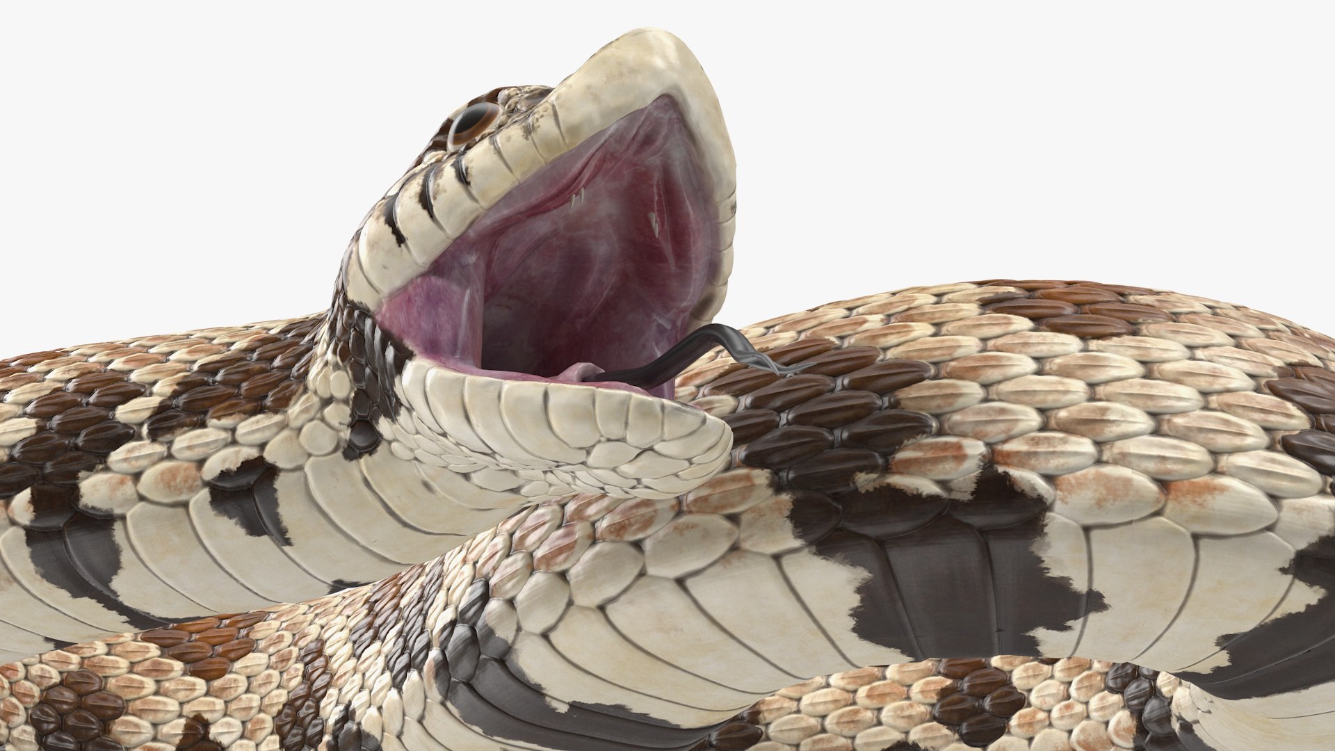 3D Brown Hognose Snake Rigged - TurboSquid 1476117